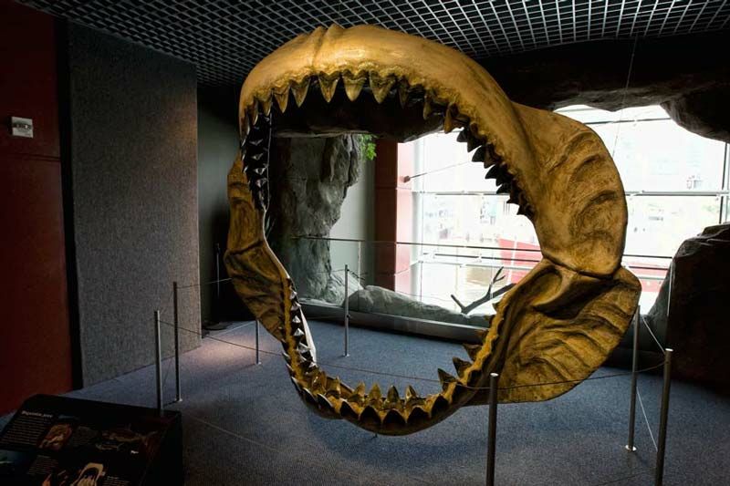 Carcharodon megalodon - O maior tubarão já existente