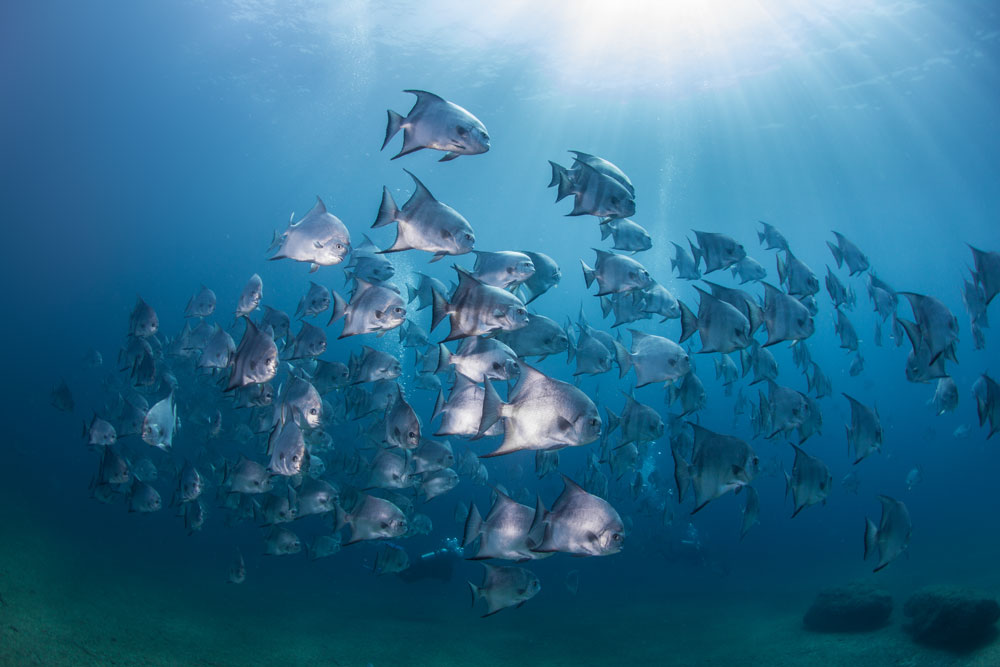 Mergulho em Alcatrazes com navegação de 45 minutos