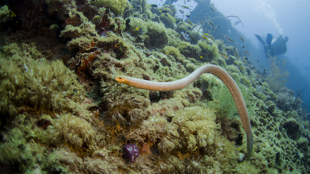 Predadores Subaquáticos: Cobras Marinhas